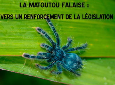 La matoutou falaise, bientôt protégée au niveau national | DEAL de la ...
